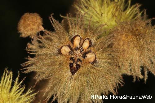 NParks | Commersonia bartramia