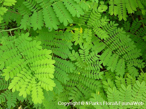 NParks | Caesalpinia pulcherrima 'Cream Puff'