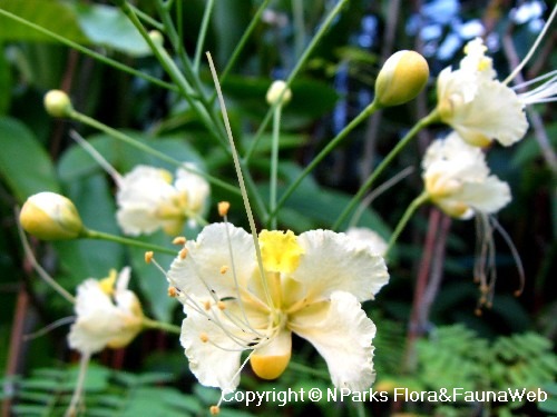 NParks | Caesalpinia pulcherrima 'Cream Puff'