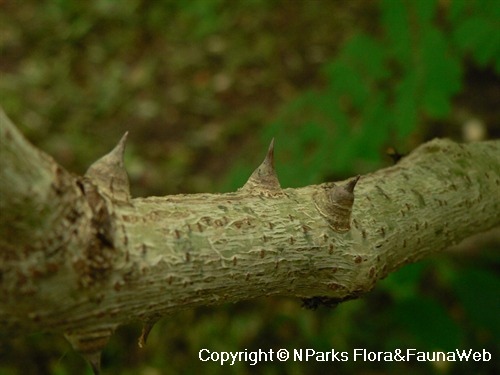 NParks | Caesalpinia pulcherrima 'Cream Puff'