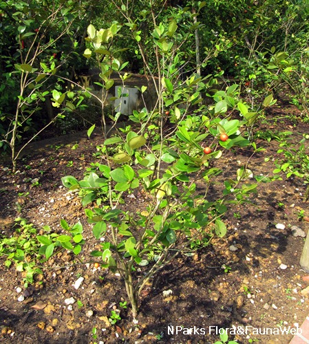 NParks | Eugenia reinwardtiana