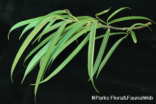 NParks | Ficus maclellandii