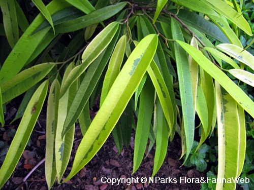 NParks | Ficus maclellandii
