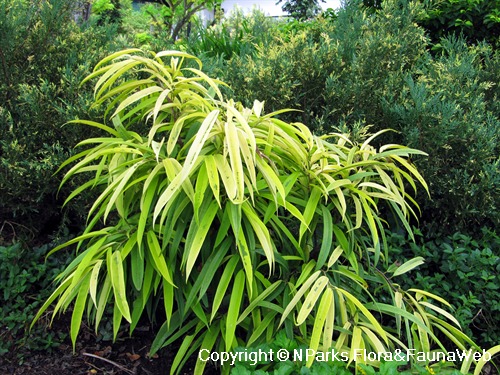NParks | Ficus maclellandii