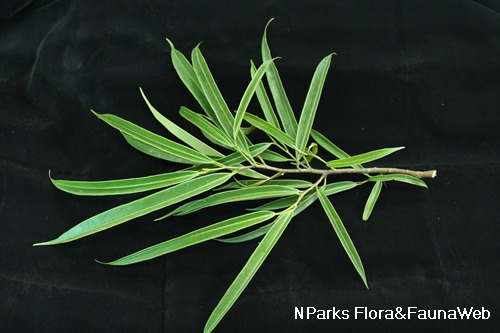 NParks | Ficus maclellandii
