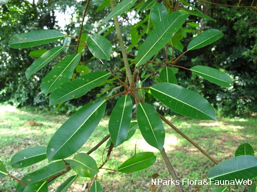 NParks | Ficus caulocarpa