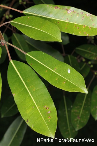 NParks | Ficus caulocarpa