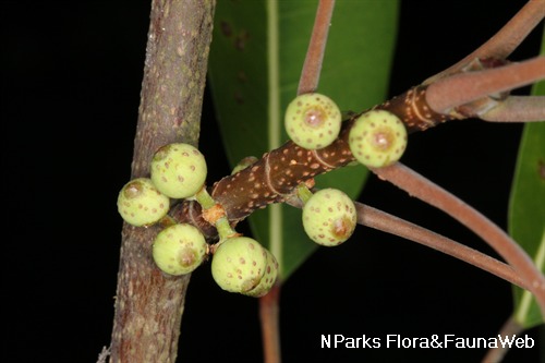 NParks | Ficus caulocarpa