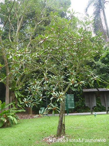 NParks | Dracontomelon dao