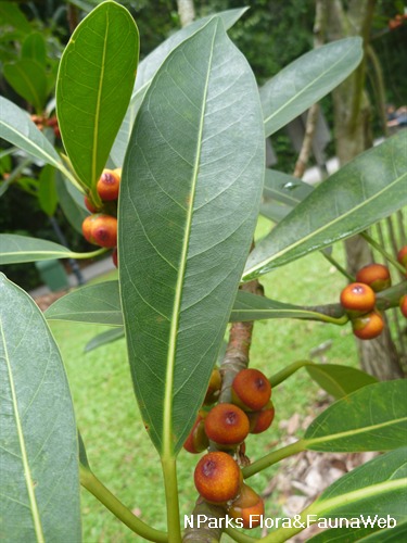 NParks | Ficus crassiramea subsp crassiramea