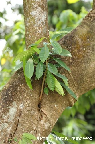 NParks | Ficus globosa