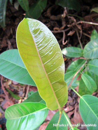 NParks | Ficus globosa
