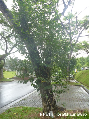 NParks | Ficus heteropleura