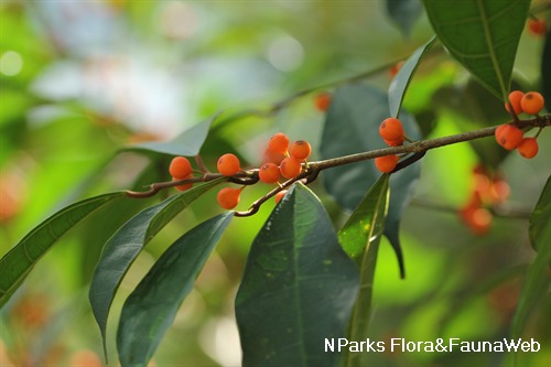 NParks | Ficus heteropleura