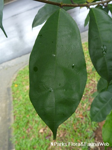 NParks | Ficus heteropleura