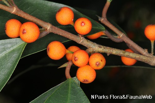 NParks | Ficus heteropleura