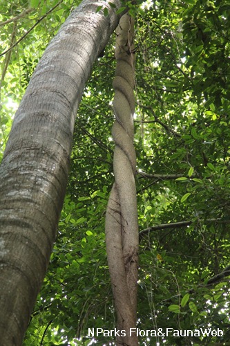 NParks | Ficus kerkhovenii