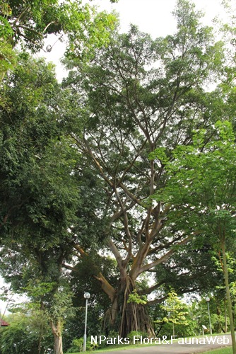 NParks | Ficus kerkhovenii