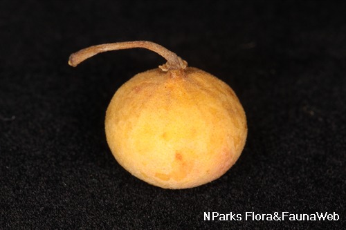 NParks | Ficus vasculosa