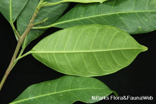 NParks | Ficus vasculosa