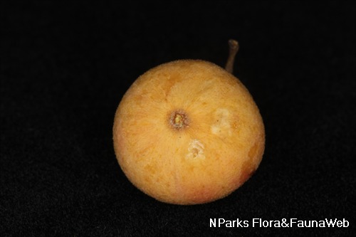 NParks | Ficus vasculosa