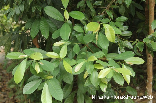 NParks | Ficus vasculosa