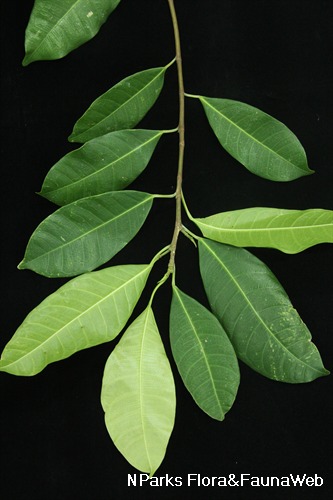 NParks | Ficus vasculosa