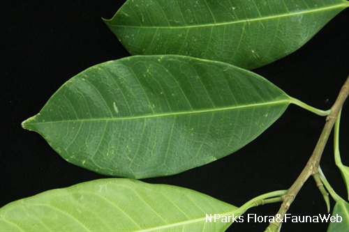 NParks | Ficus vasculosa