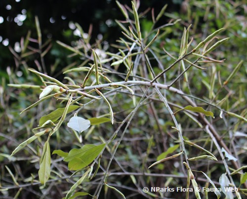 NParks | Ficus virens