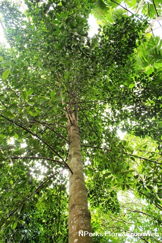 Garcinia Cambogia Fruit Tree