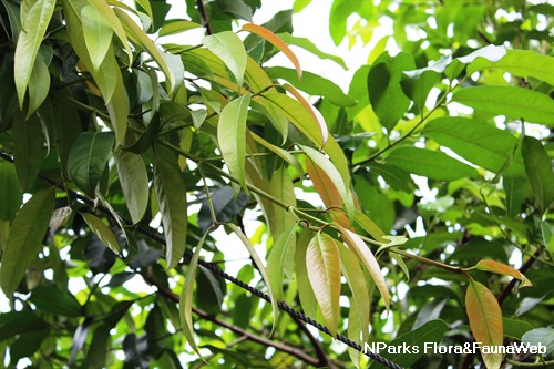 NParks | Garcinia nigrolineata