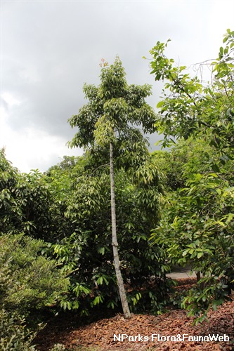 NParks | Garcinia nigrolineata