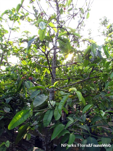 NParks | Garcinia nitida