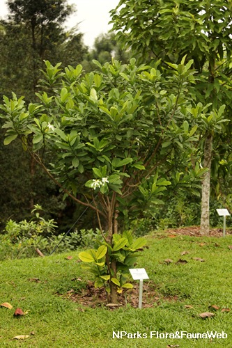 NParks | Tabernaemontana africana