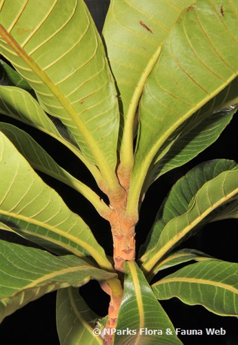 NParks | Gluta malayana