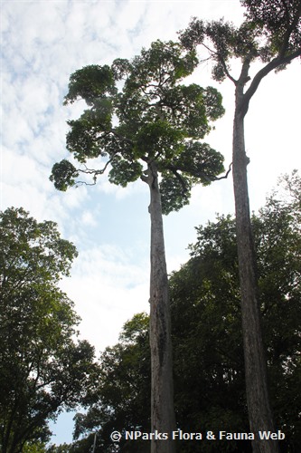 NParks | Gluta malayana