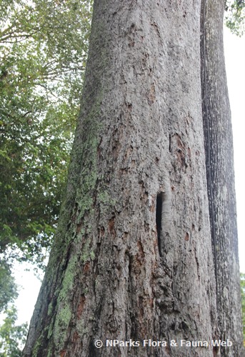 NParks | Gluta malayana