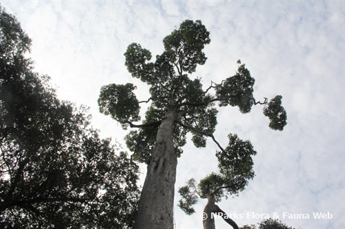 NParks | Gluta malayana