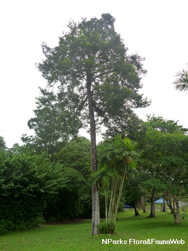 NParks | Gonystylus confusus