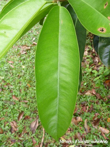 NParks | Gonystylus confusus