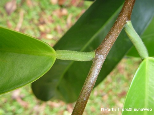 NParks | Gonystylus confusus