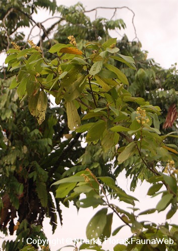 NParks | Microcos tomentosa