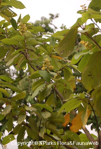 NParks | Microcos tomentosa