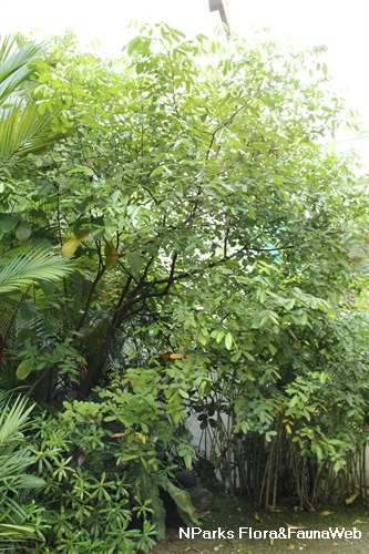 NParks | Guioa pleuropteris