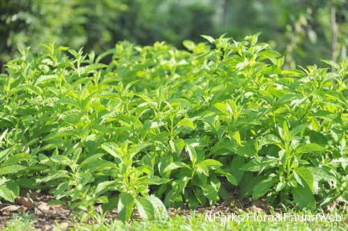 NParks | Gynura procumbens