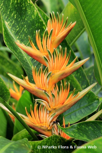 NParks | Heliconia psittacorum × spathocircinata'Alan Carle'