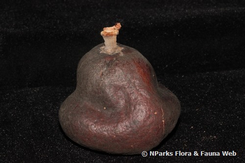 NParks | Hyphaene coriacea