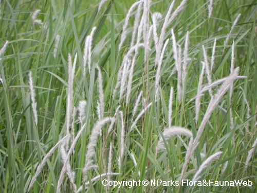 NParks | Imperata cylindrica