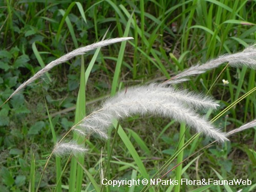 NParks | Imperata cylindrica