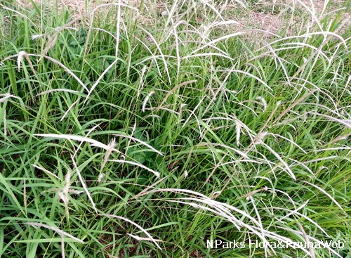 NParks | Imperata cylindrica